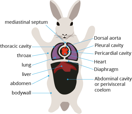 Integument and body cavity — lesson. Science State Board, Class 10.