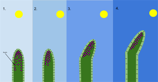 Tropism in plants — lesson. Science CBSE, Class 10.