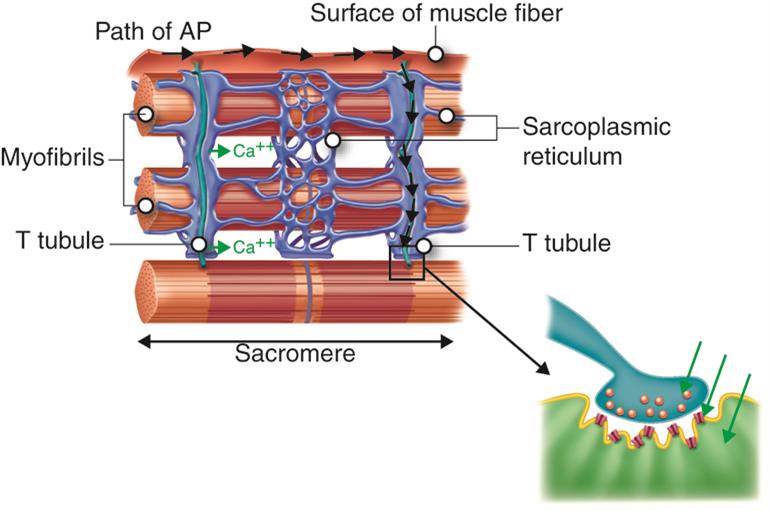 Neuromuscular junction — lesson. Science State Board, Class 10.