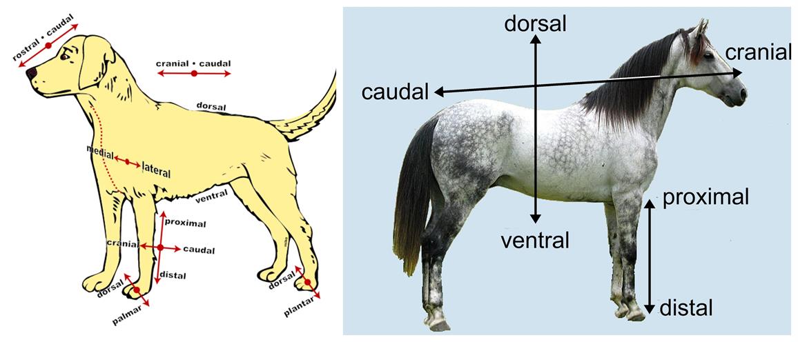 Nervous system in different organisms I — lesson. Science CBSE, Class 10.