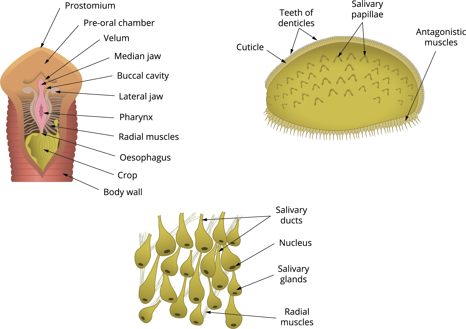 Digestive system of leech — lesson. Science State Board, Class 10.