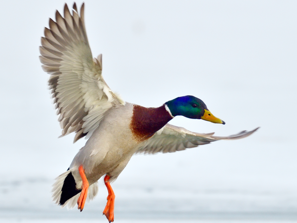 Explanation of stanza 2 and 3 — lesson. English Language CBSE, Class 9.