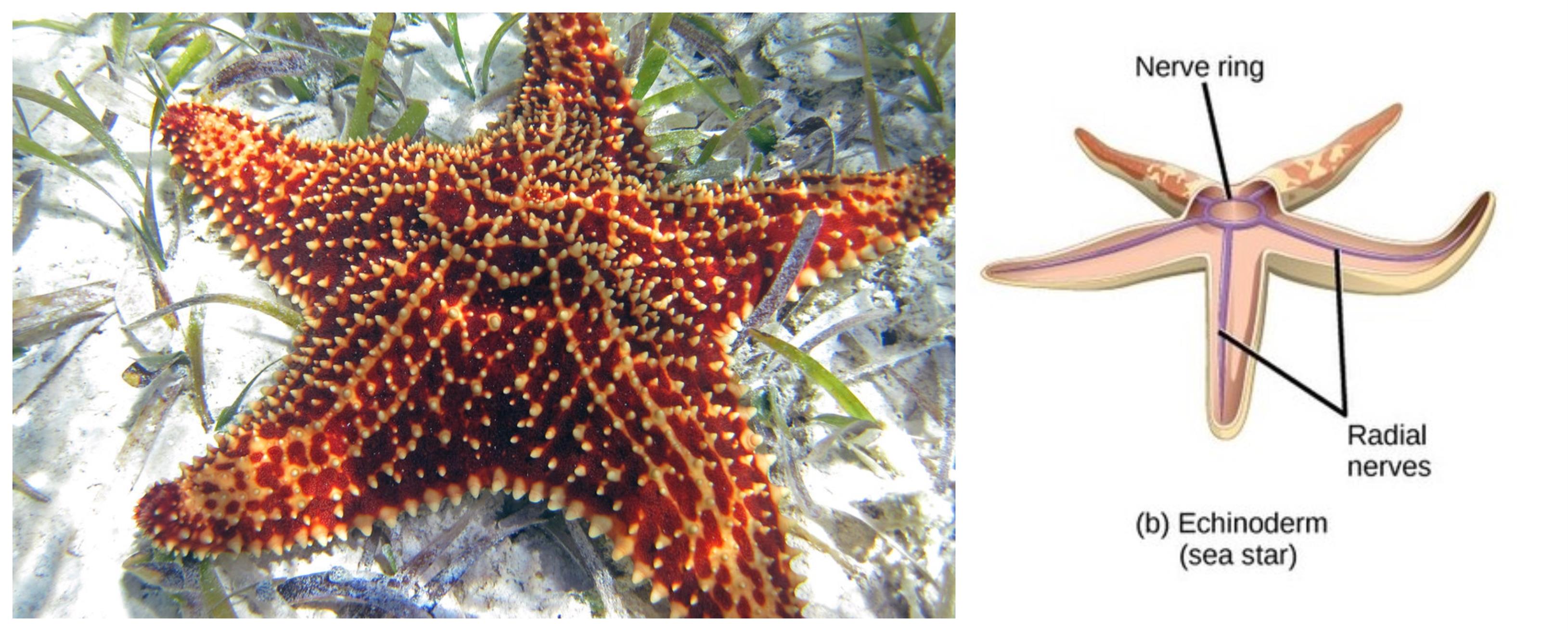 Nervous system in different organisms II — lesson. Science CBSE, Class 10.