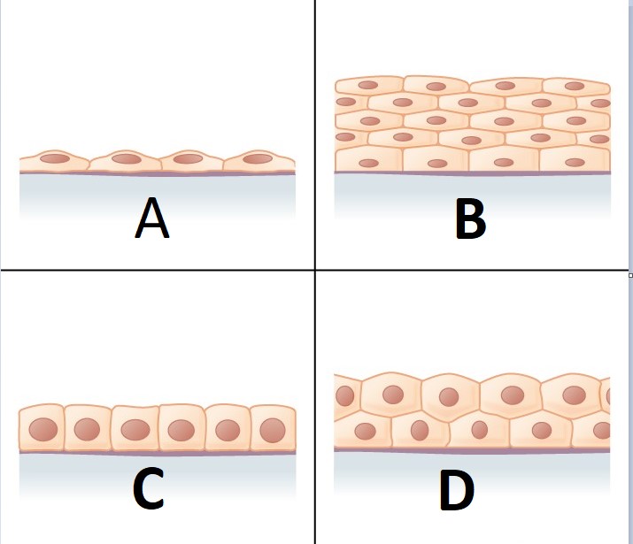 Picture based questions from animal tissues — task. Science CBSE, Class 9.