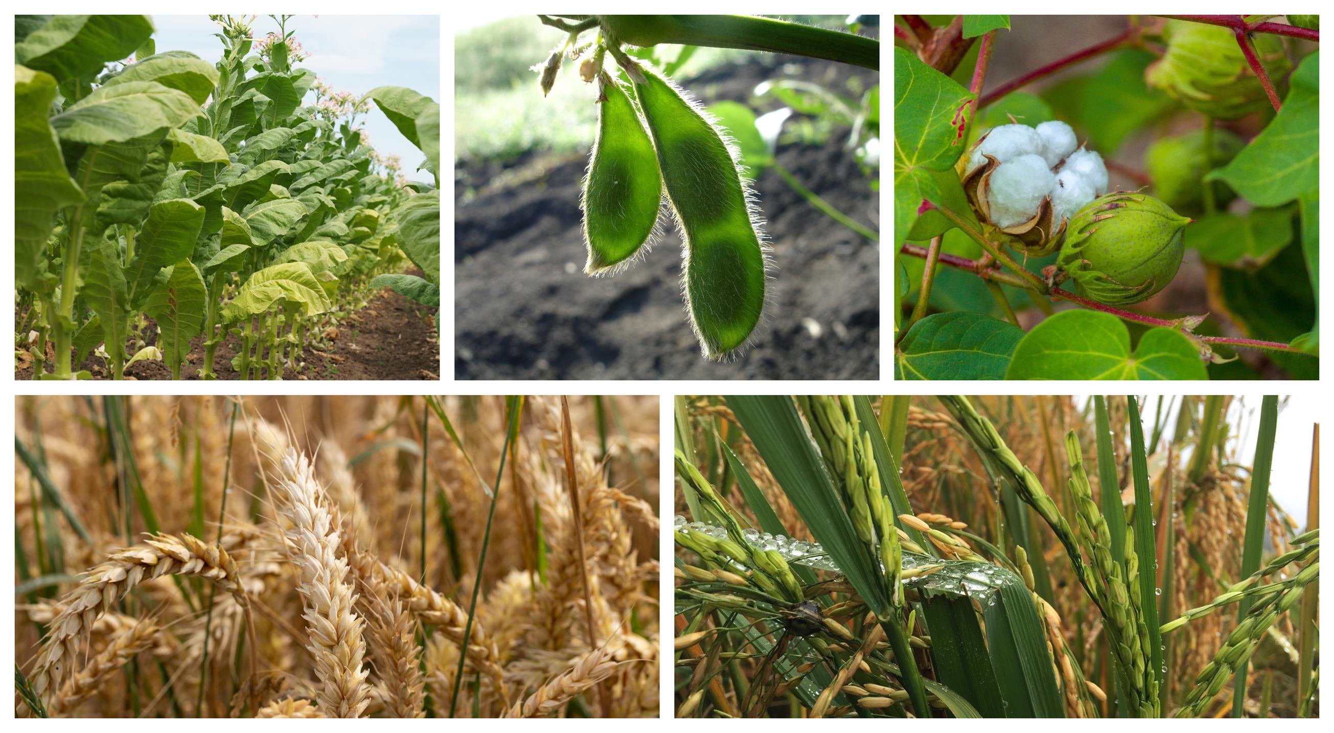 C3, C4 and CAM plants — lesson. Science CBSE, Class 10.