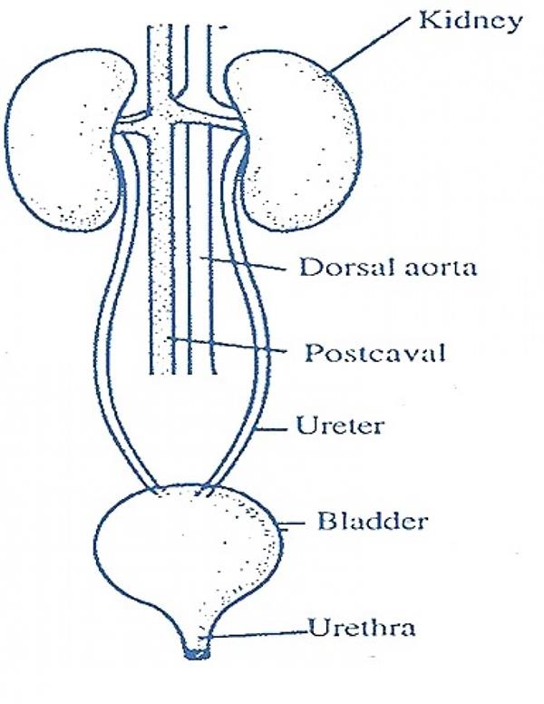 Urinogenital system of rabbit — lesson. Science State Board, Class 10.