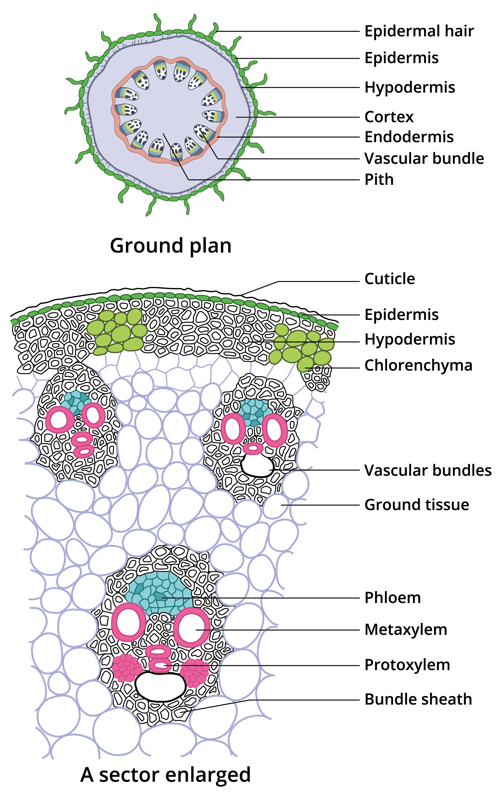 Internal structure of monocot stem (Maize) — lesson. Science State ...