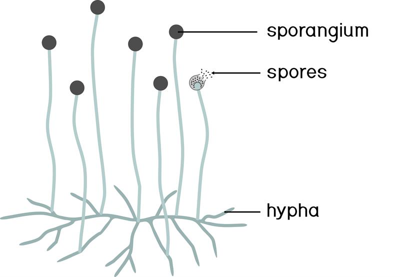 Budding, Fragmentation, and Spore formation — lesson. Science CBSE ...