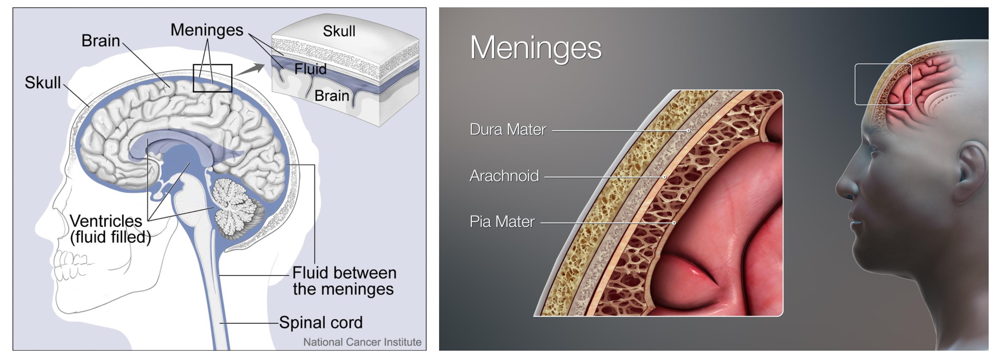 Human brain - Meninges of the brain, Forebrain structure and function ...