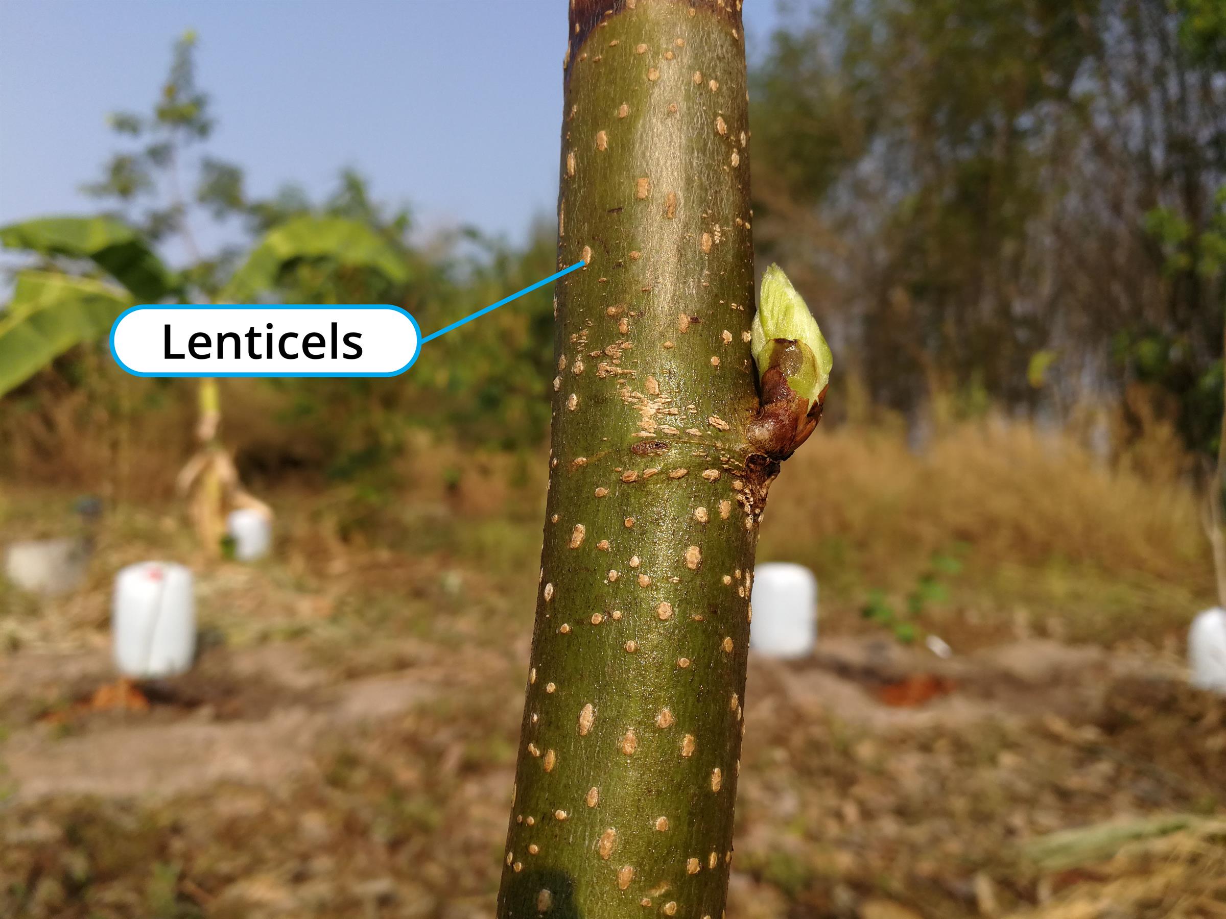 Excretion in plants — lesson. Science CBSE, Class 10.