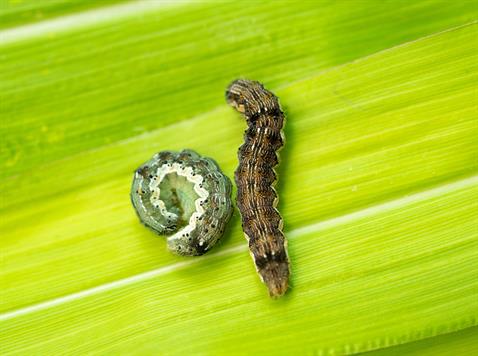 Biological control — lesson. Science State Board, Class 8.