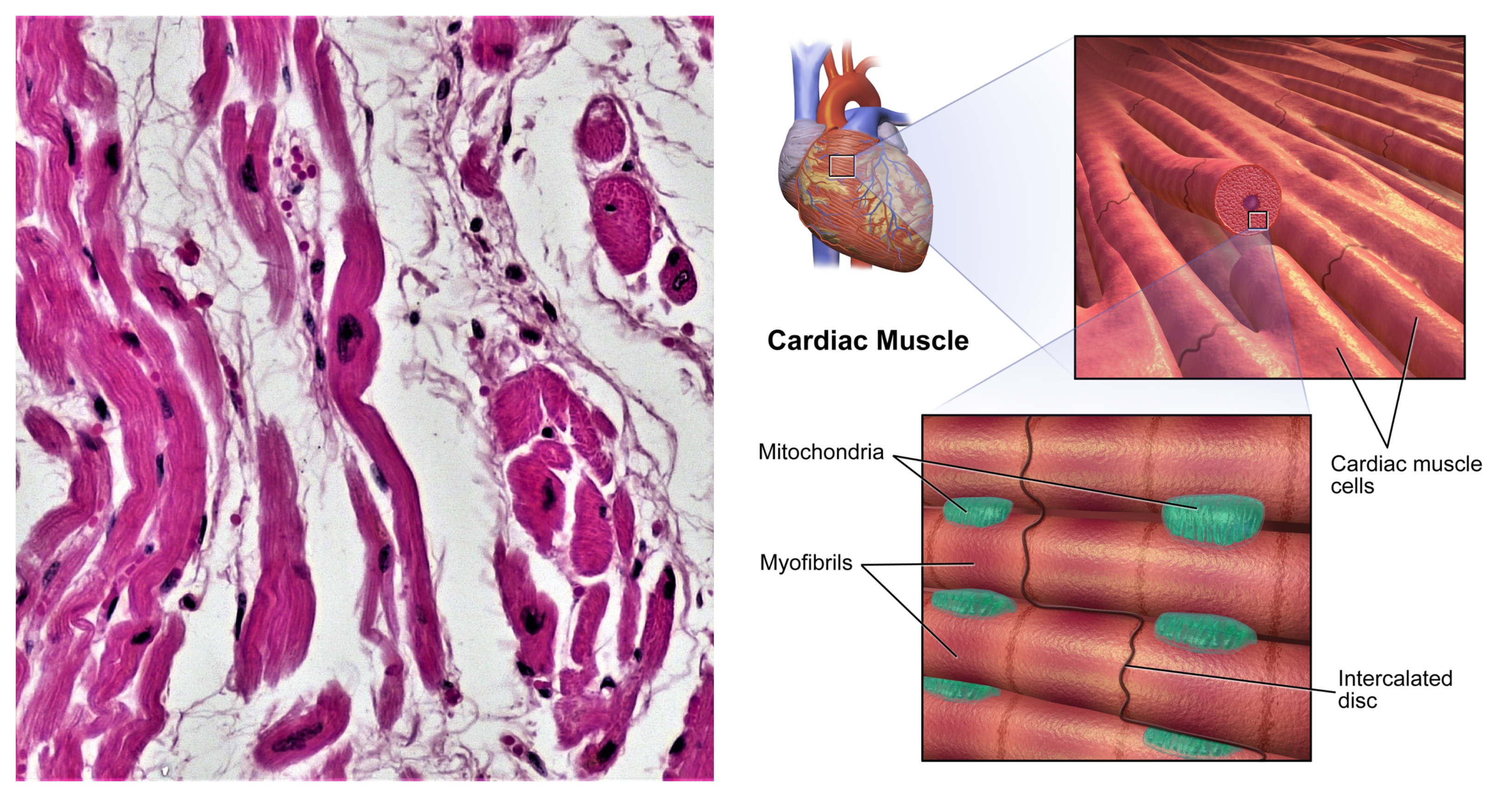 Muscular tissue — lesson. Science CBSE, Class 9.