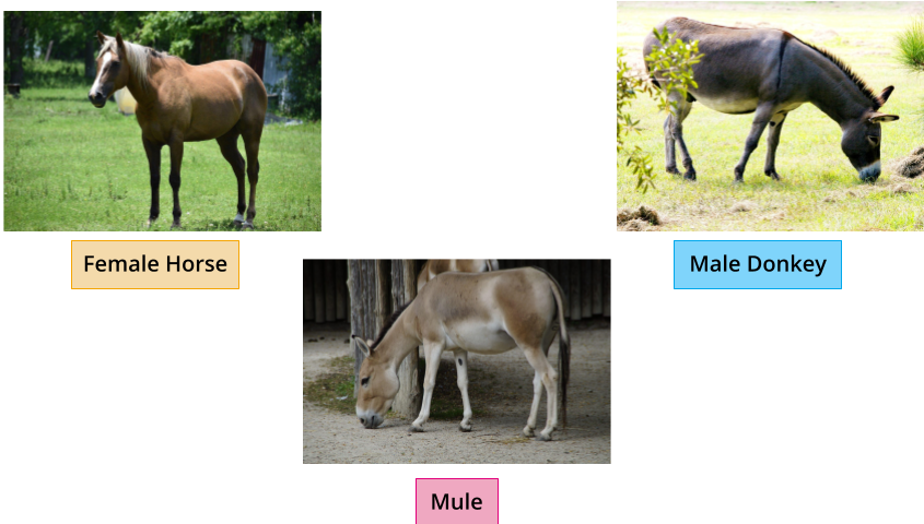 Outbreeding and heterosis — lesson. Science State Board, Class 10.