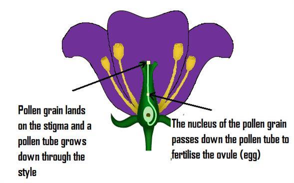 Types Of Pollination — Lesson Science State Board Class 10