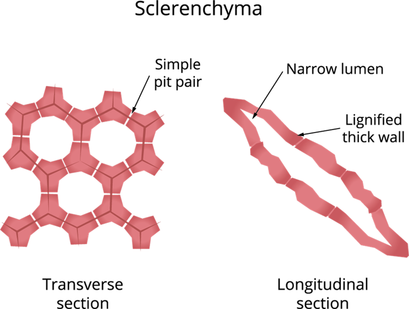 Collenchyma and Sclerenchyma — lesson. Science State Board, Class 9.