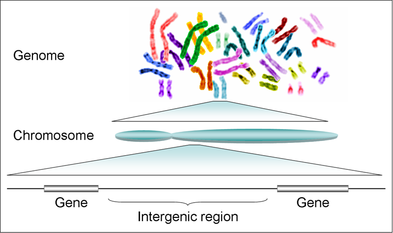 Basic concepts of genetics II — lesson. Science CBSE, Class 10.