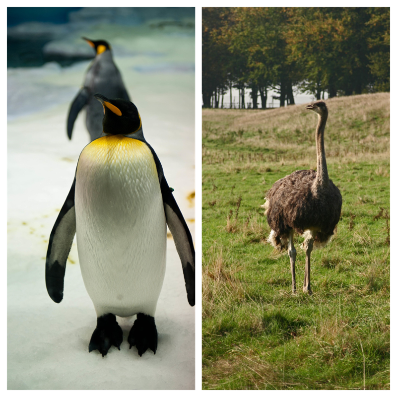 Adaptations observed in birds — lesson. Science State Board, Class 6.