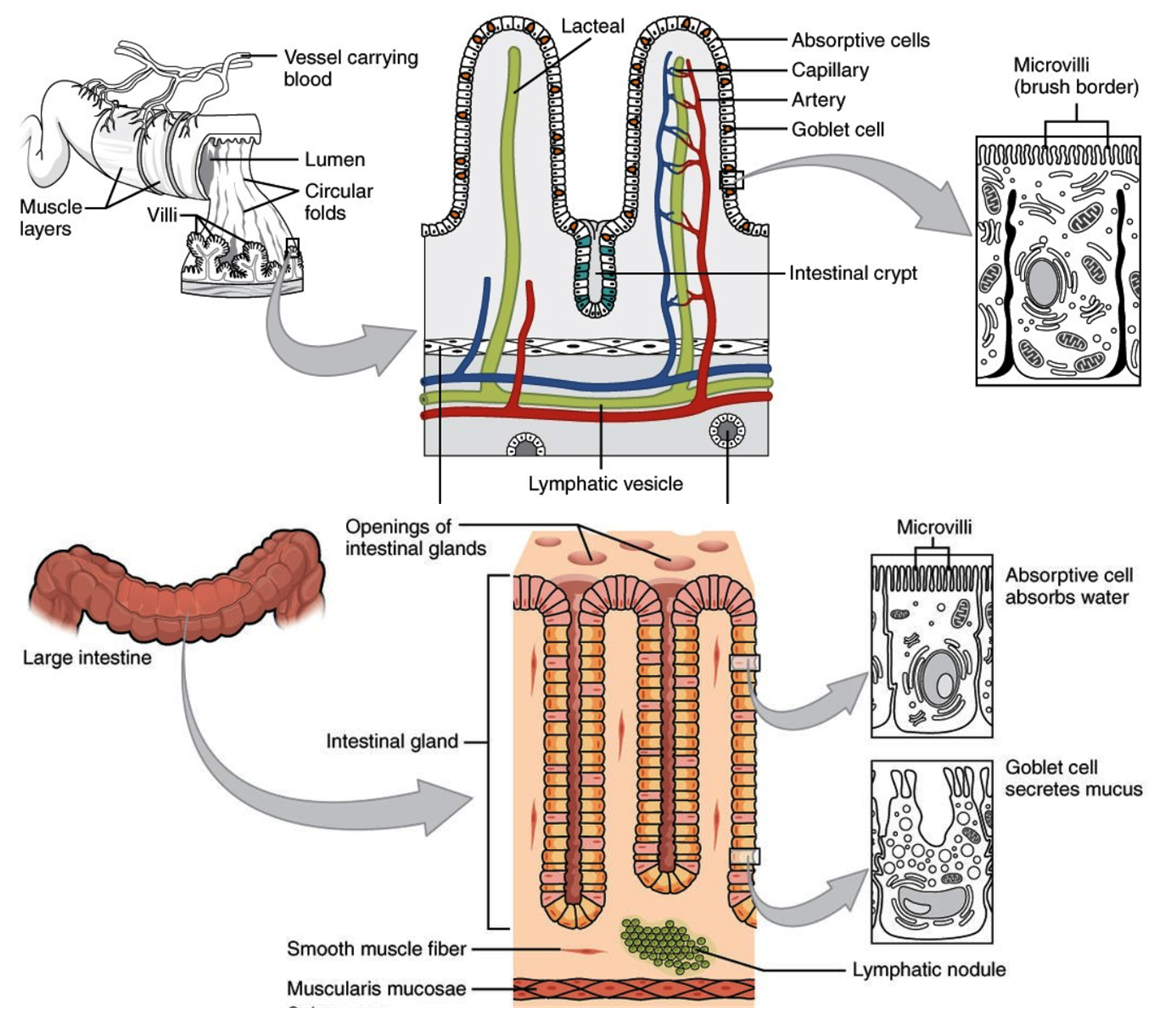 Digestive glands — lesson. Science CBSE, Class 10.