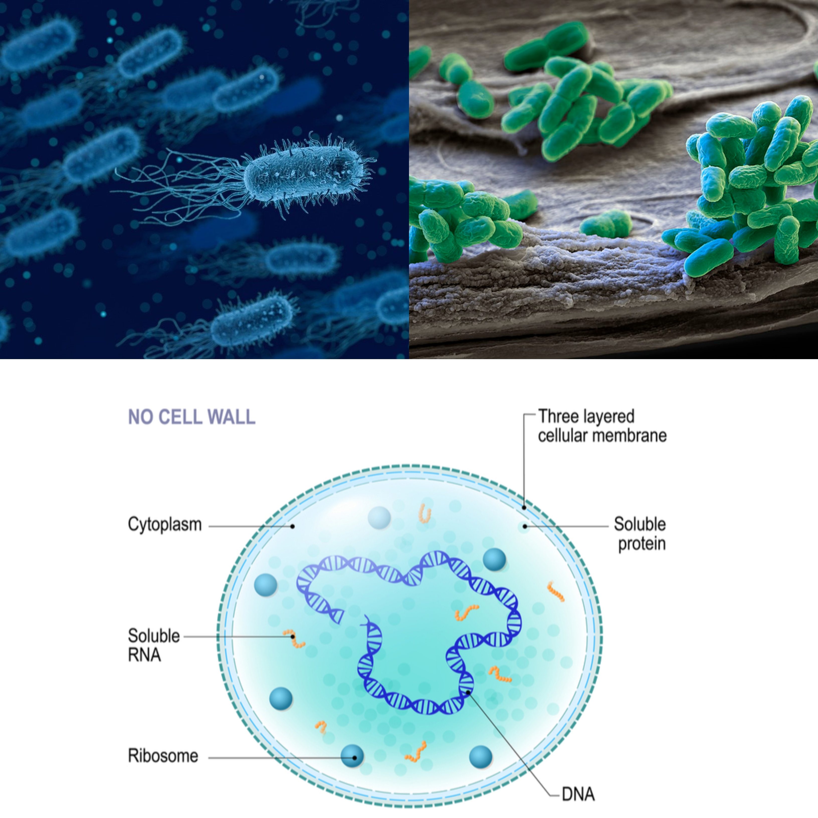 Kingdom Monera — lesson. Science State Board, Class 7.