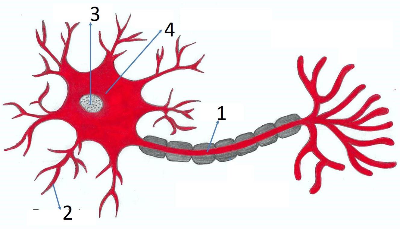 Picture based questions from neuron structure and function — task ...
