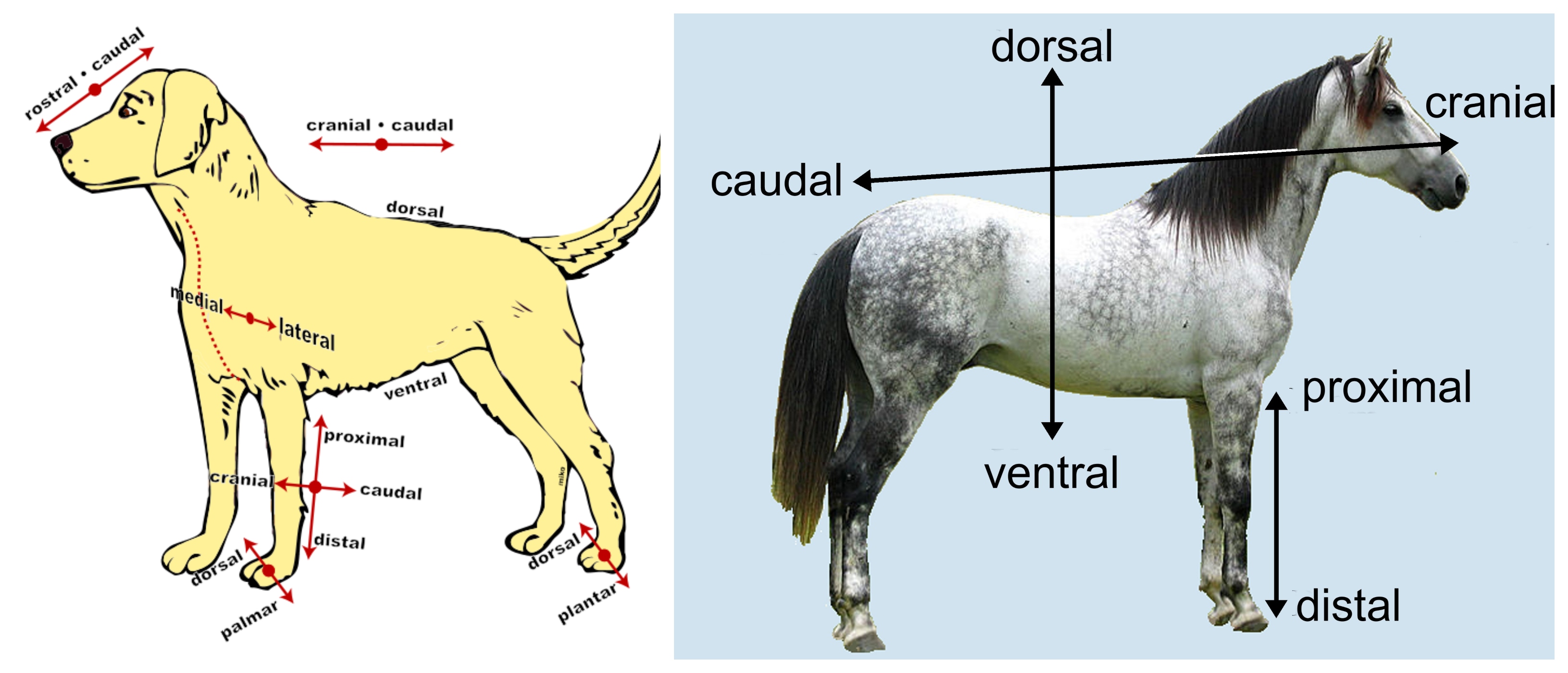 Nervous system in different organisms I — lesson. Science CBSE, Class 10.