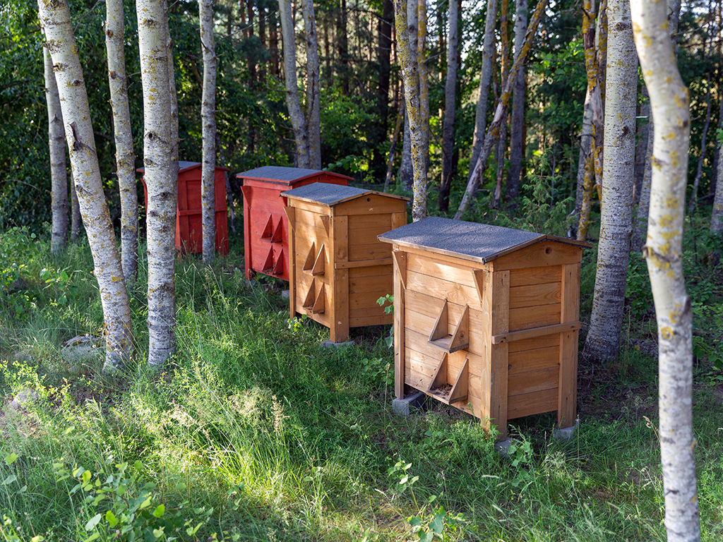 Setting up of an apiary, cattle, poultry and fish farming — task ...