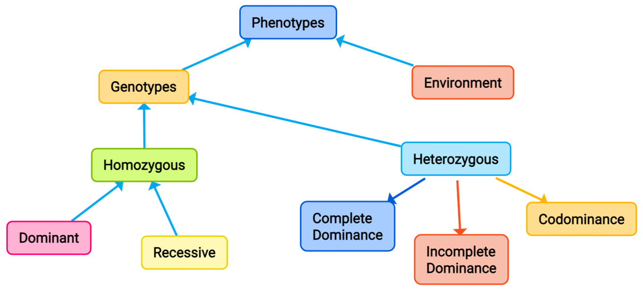 Mindmap — lesson. Science CBSE, Class 10.