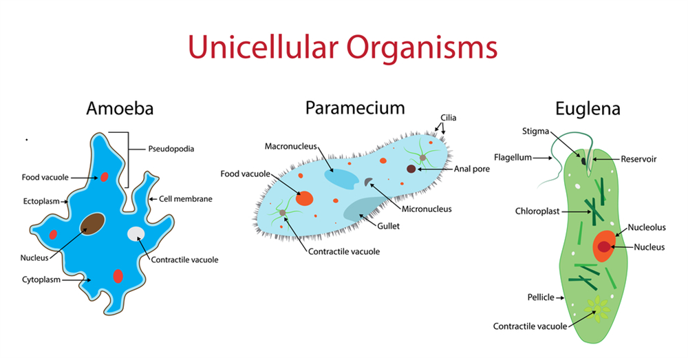 Different types of microorganisms and its structures — lesson. Science ...