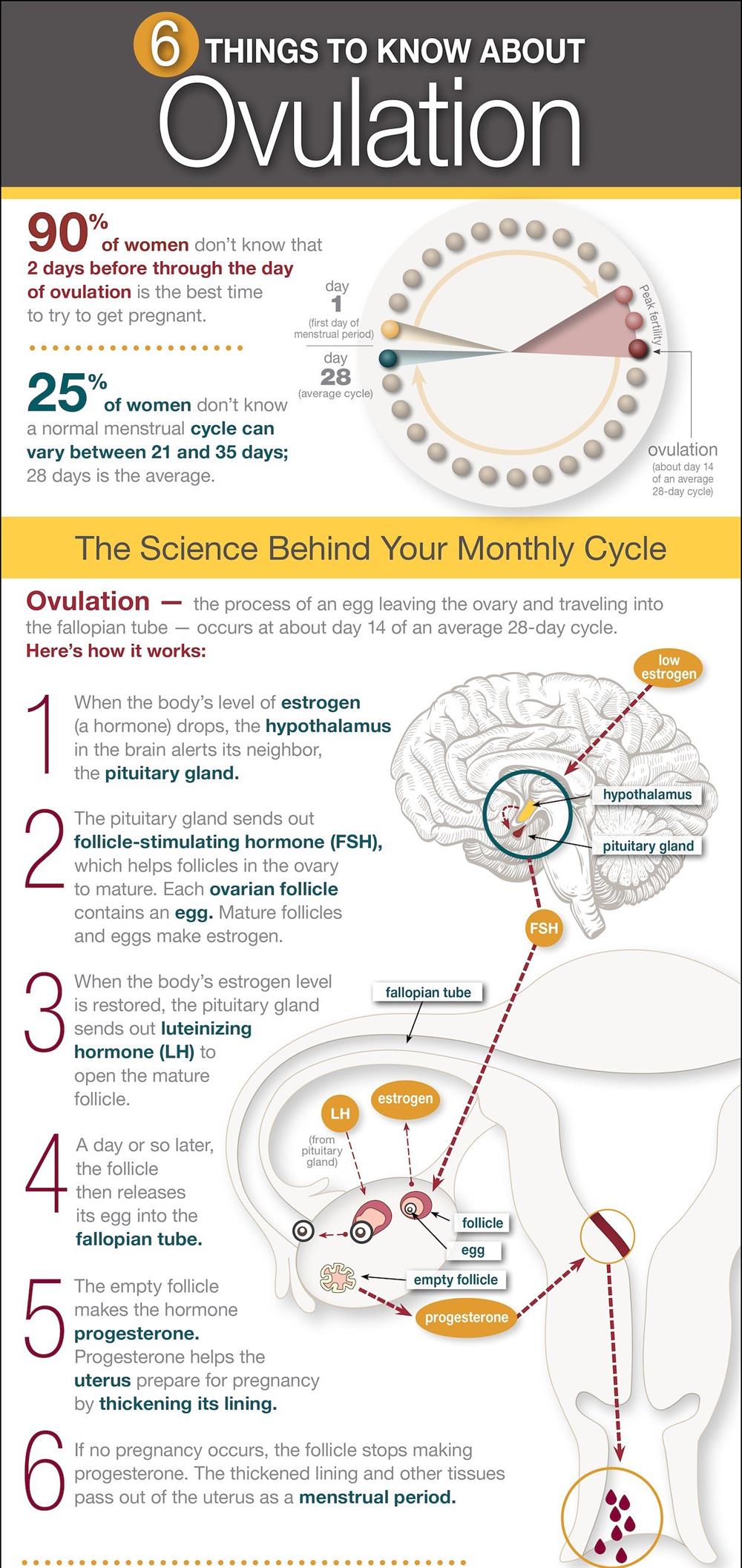 Menstrual cycle phases — lesson. Science State Board, Class 10.