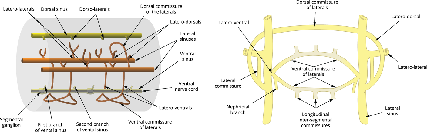 Organ systems of leech — lesson. Science State Board, Class 10.