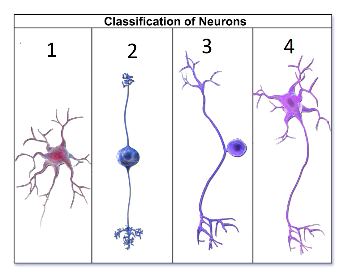 Neuron types based on structure and function — task. Science State ...