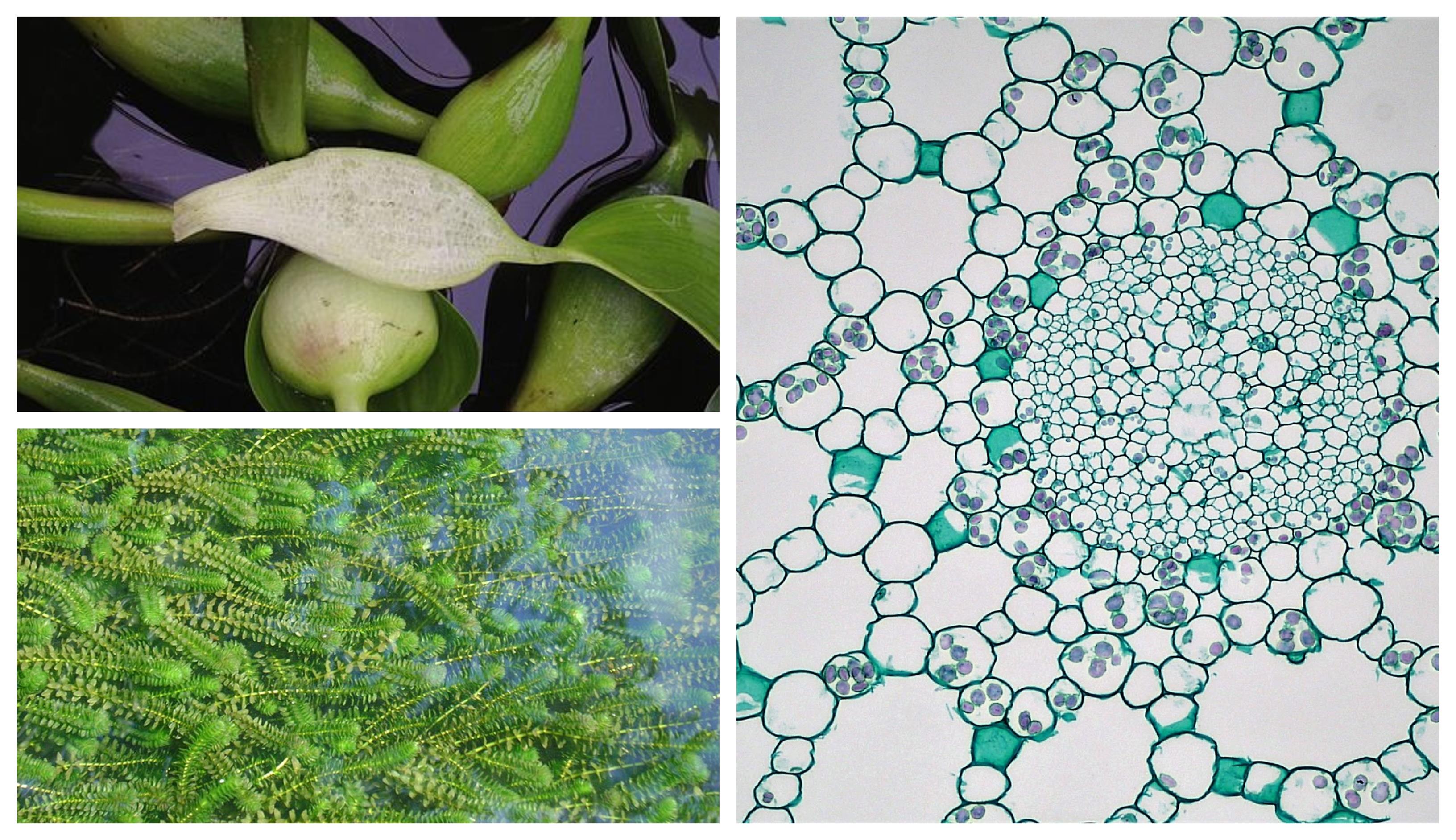 Simple permanent tissue — lesson. Science CBSE, Class 9.