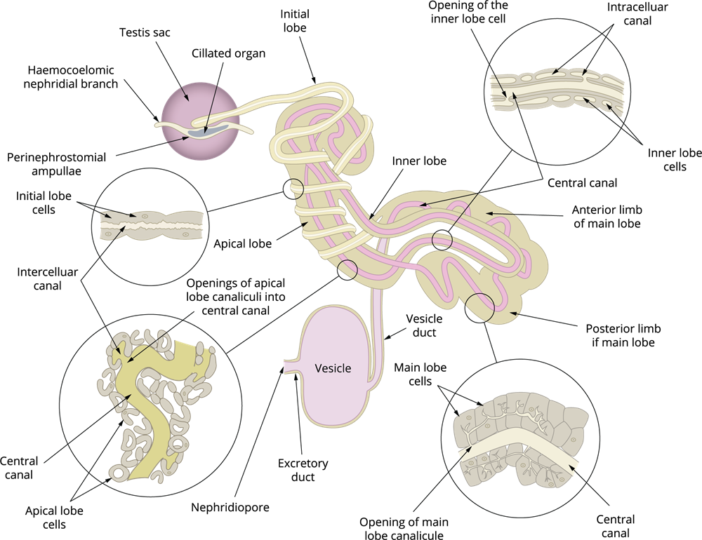 Organ systems of leech — lesson. Science State Board, Class 10.