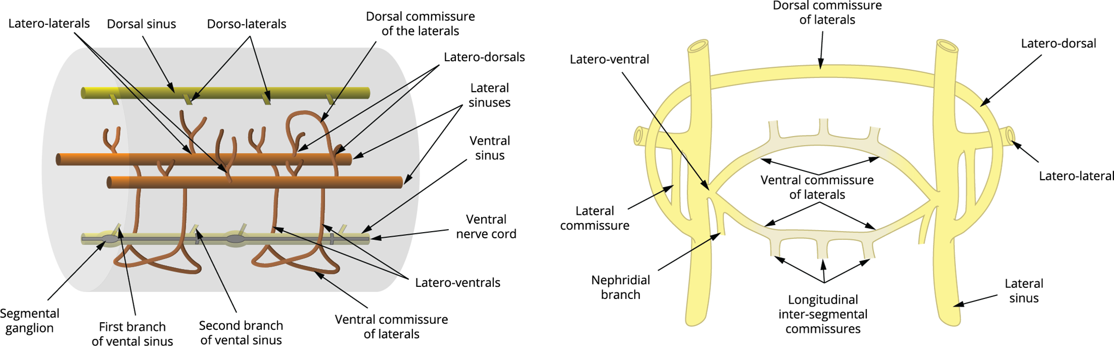 Organ systems of leech — lesson. Science State Board, Class 10.