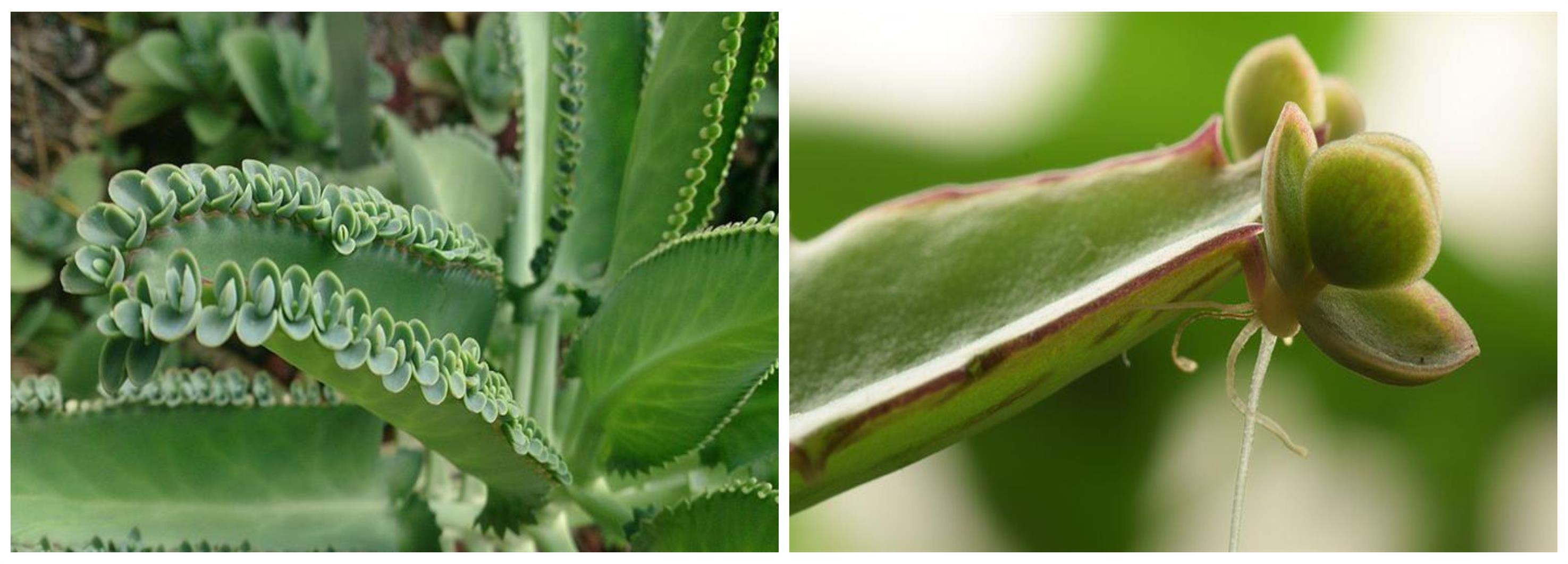 Vegetative reproduction — lesson. Science State Board, Class 10.