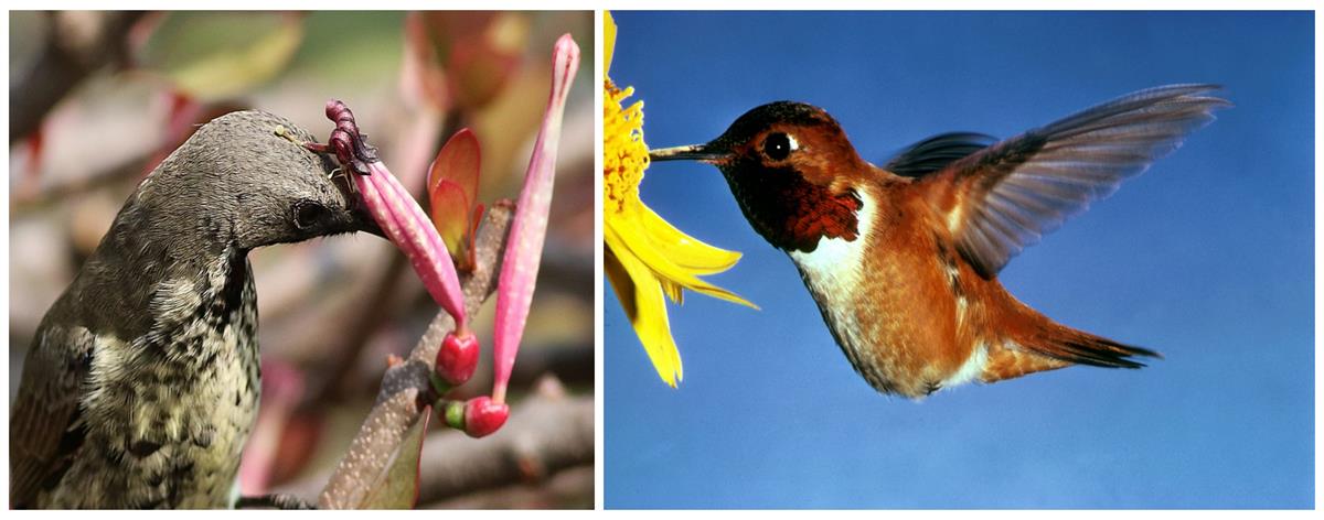 Agents of pollination — lesson. Science State Board, Class 10.