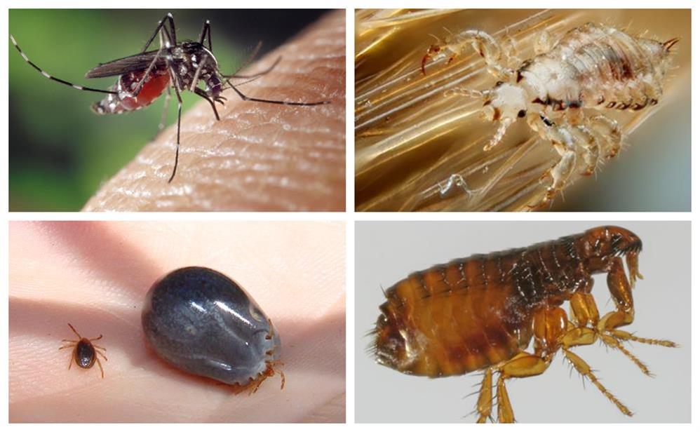 Introduction about vector-borne diseases — lesson. Science State Board ...