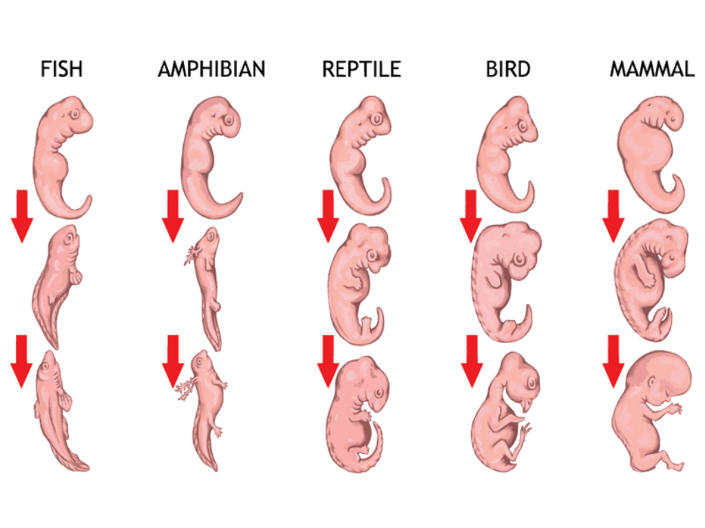 Evidences from embryology and palaeontology — lesson. Science State ...