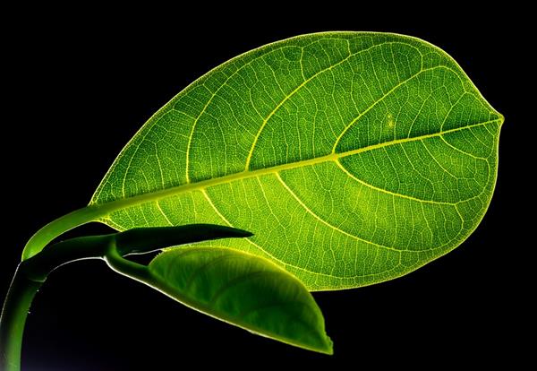 Leaf — lesson. Science CBSE, Class 6.