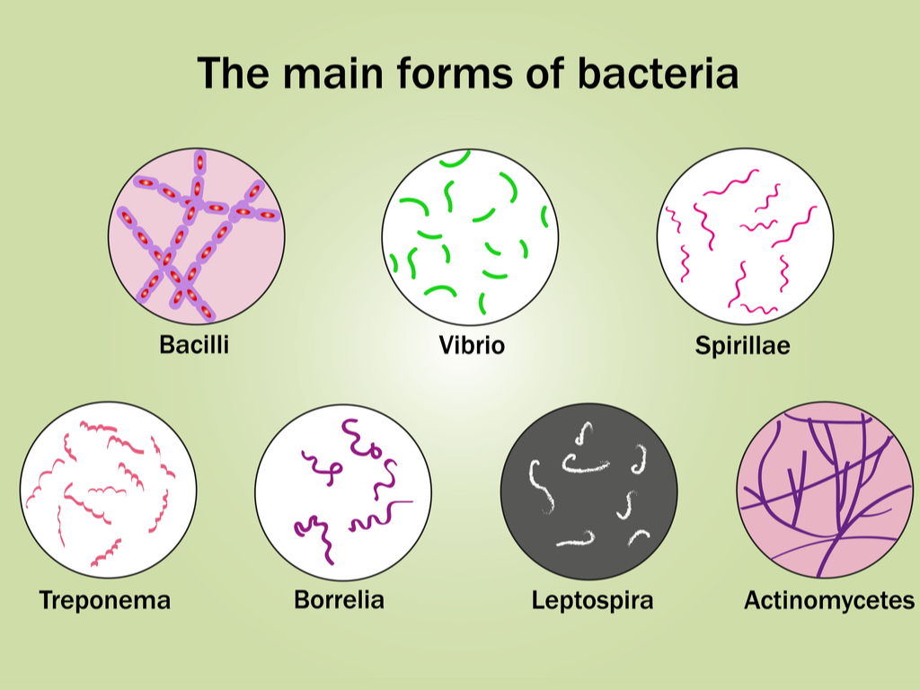 Bacteria and their types — lesson. Science State Board, Class 9.