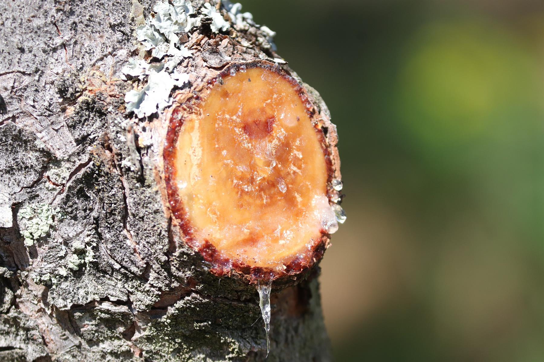 Explanation of the poem — lesson. English Language CBSE, Class 9.