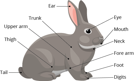 External morphology of the rabbit — lesson. Science State Board, Class 10.