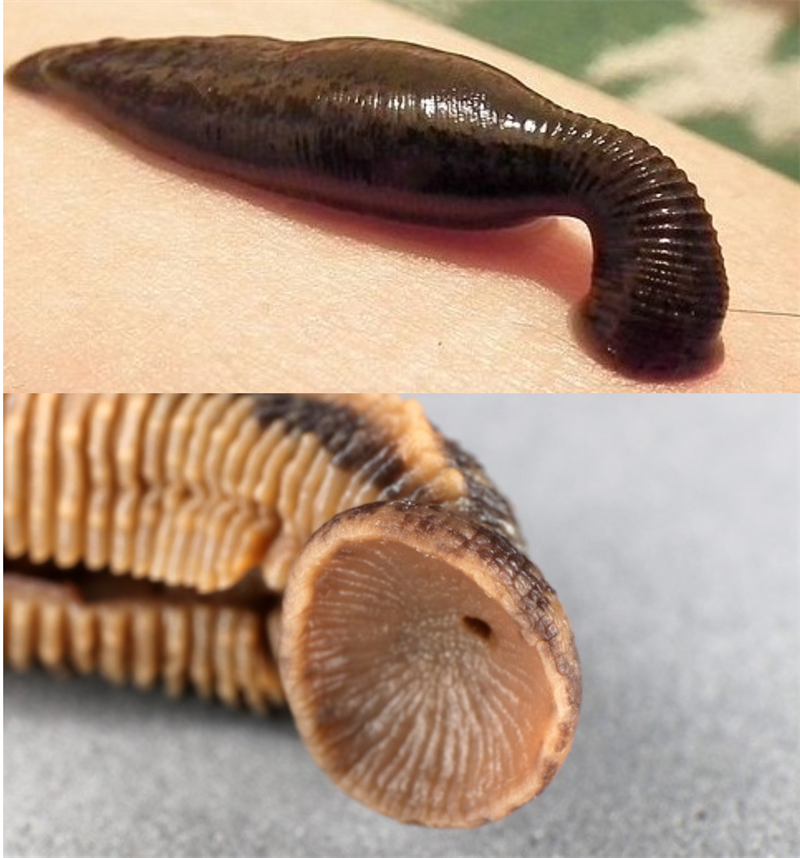 Parasitic adaptations of leech — lesson. Science State Board, Class 10.