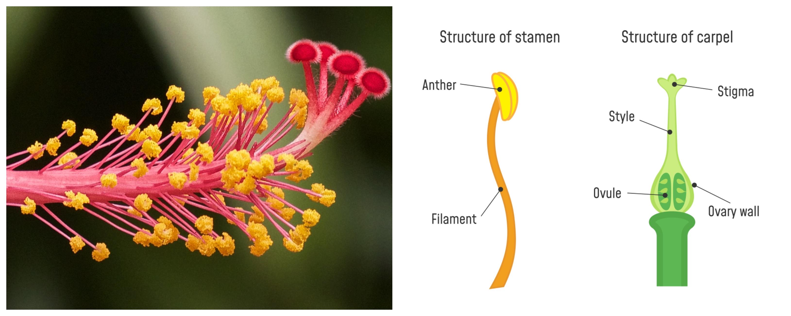 Androecium and pollen grain — lesson. Science CBSE, Class 10.