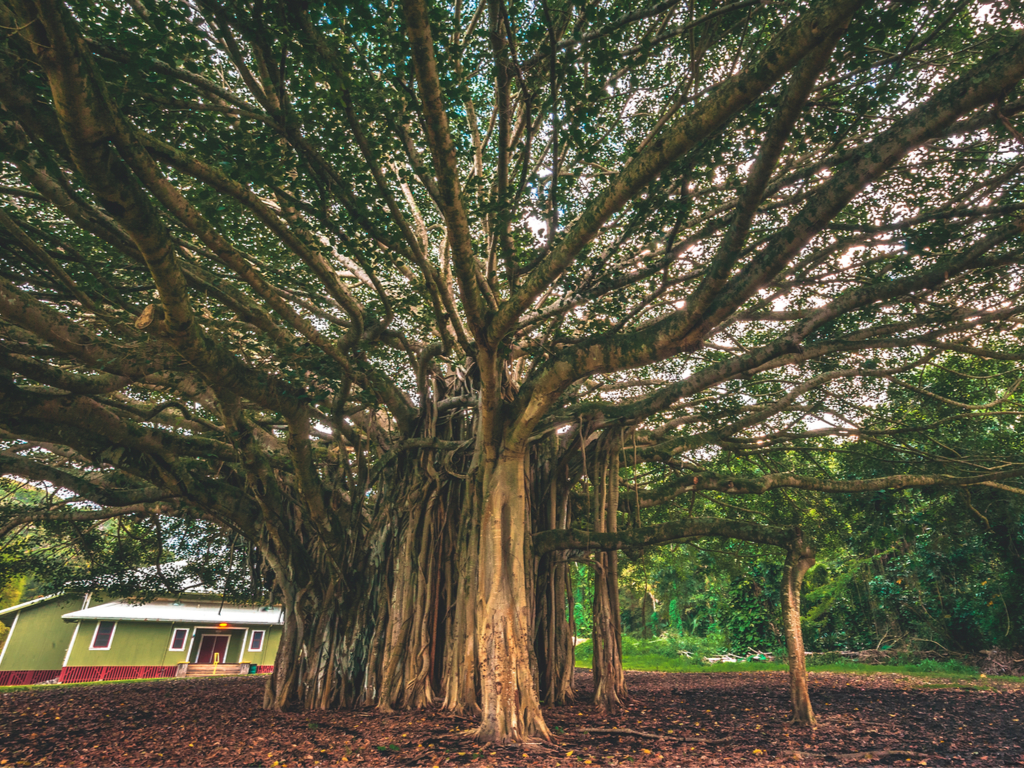 National Tree and Animal — lesson. Social Science, Class 6.