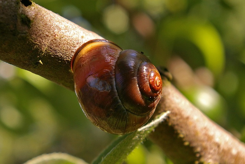 Examples of aestivation, hibernation, adaptations in polar bear and ...
