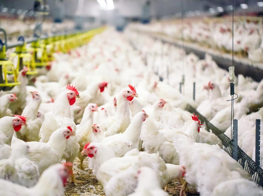 Farming of poultry — lesson. Science CBSE, Class 9.