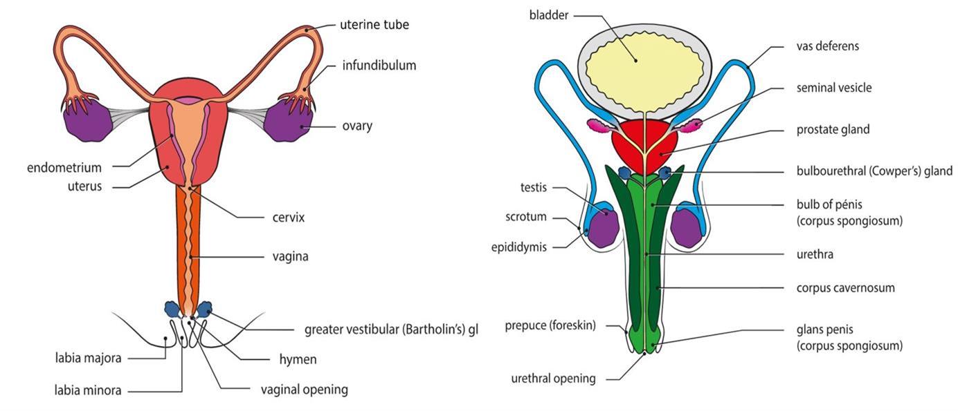 Testis And Ovary Lesson Science CBSE Class 10 