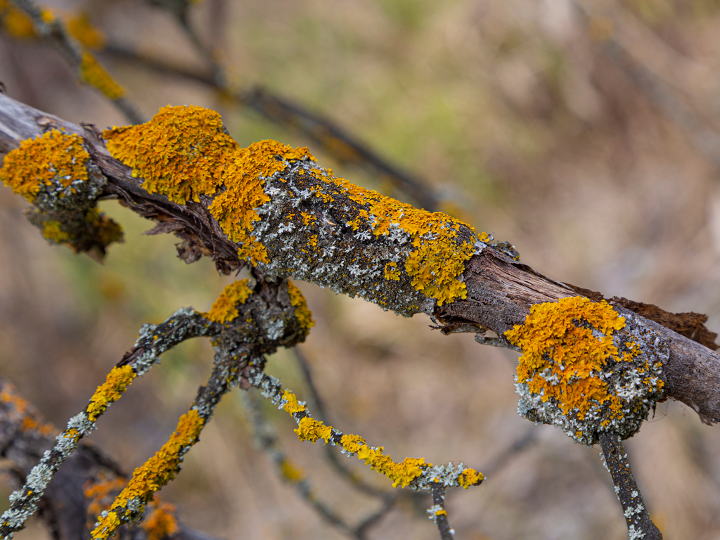 Explanation — lesson. English Language CBSE, Class 10.