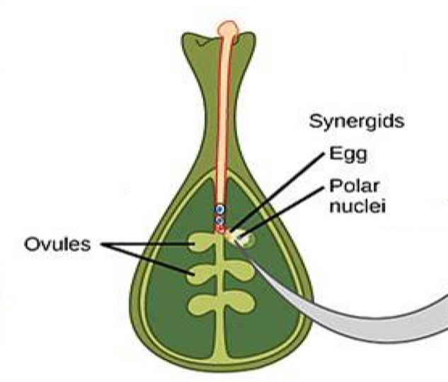The process of fertilization in plants — task. Science State Board ...